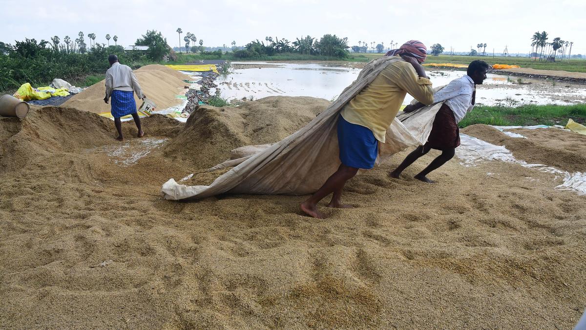 Cyclone Michaung | Normalcy returns Bapatla a day after storm landfall - The Hindu